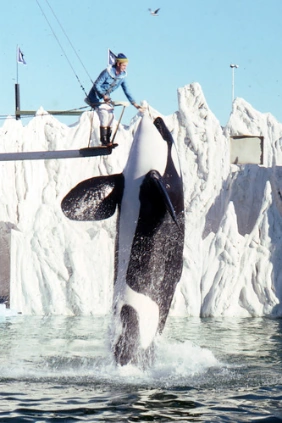 Nepo | Orca tank Wiki | Fandom
