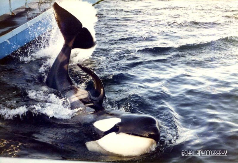 Nootka 4 | Orca tank Wiki | Fandom