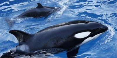 Wikie | Orca tank Wiki | Fandom