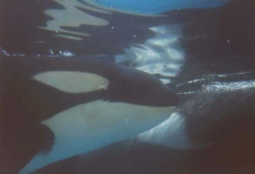 Nyar | Orca tank Wiki | FANDOM powered by Wikia