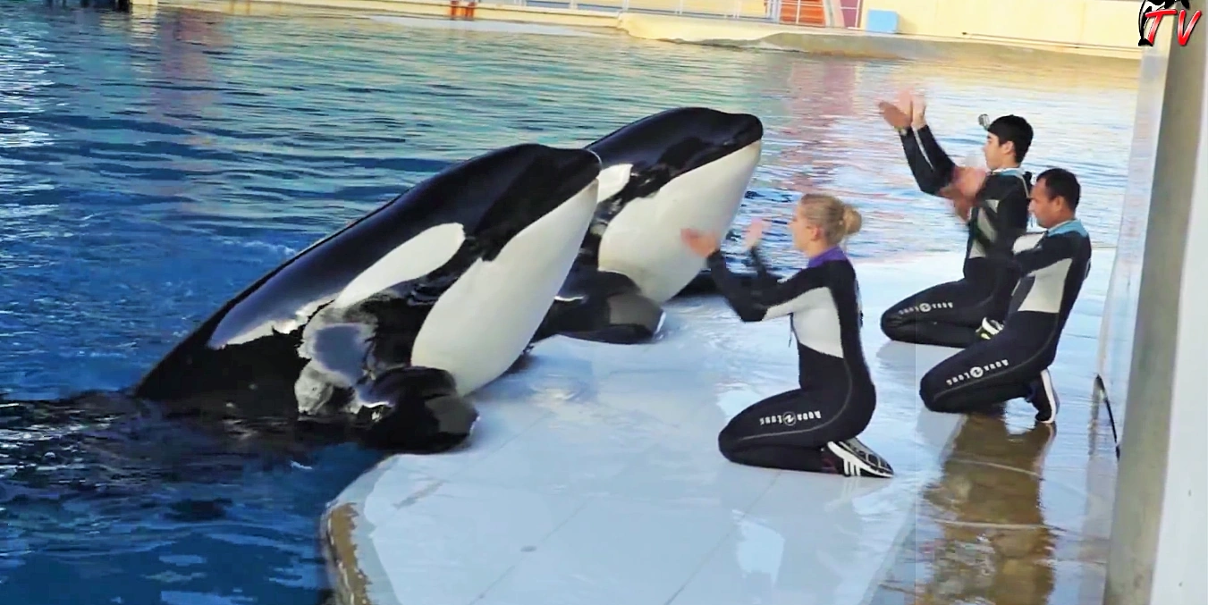 Freya | Orca tank Wiki | Fandom