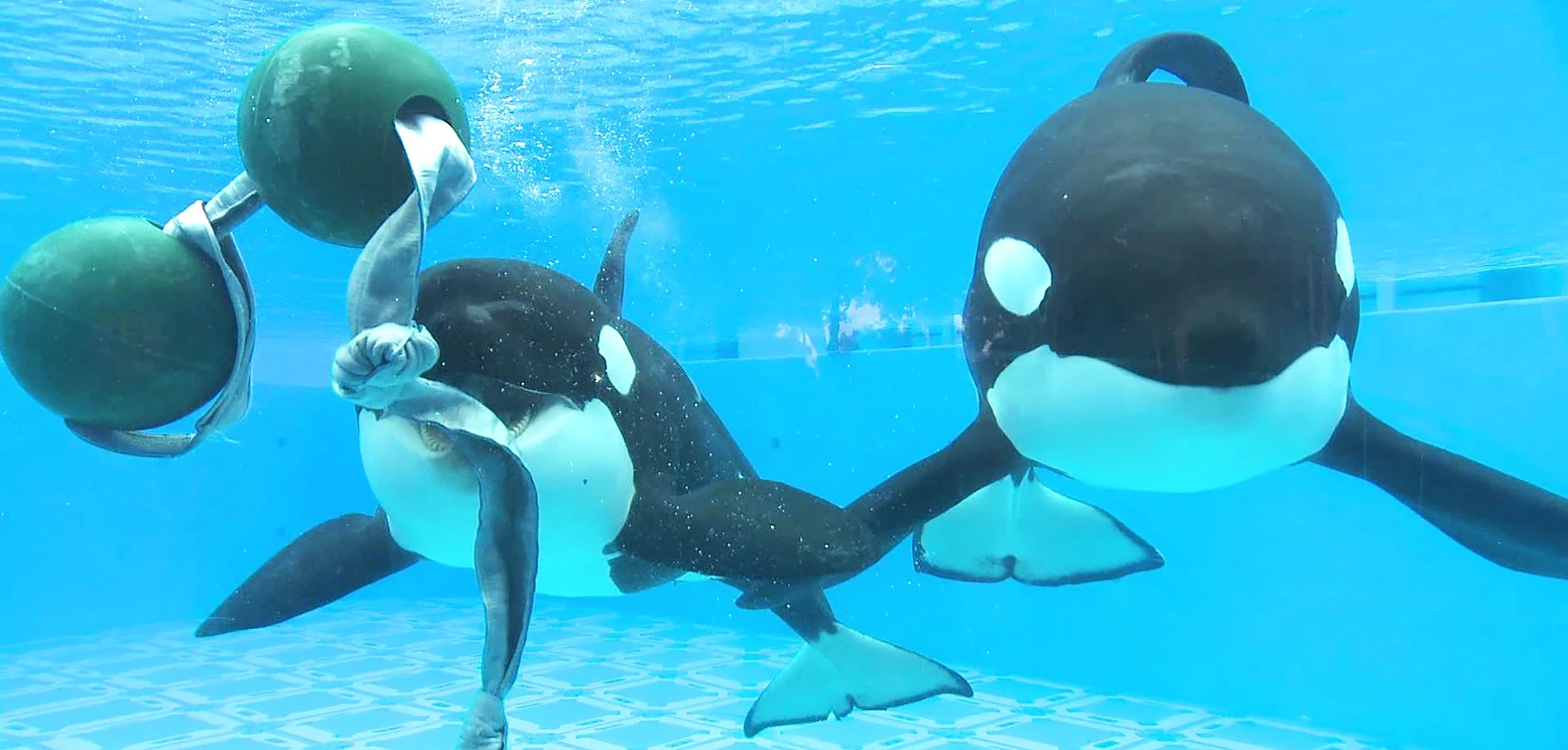 Tilikum | Orca tank Wiki | Fandom