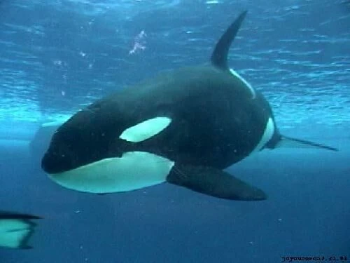 Bjossa | Orca tank Wiki | FANDOM powered by Wikia