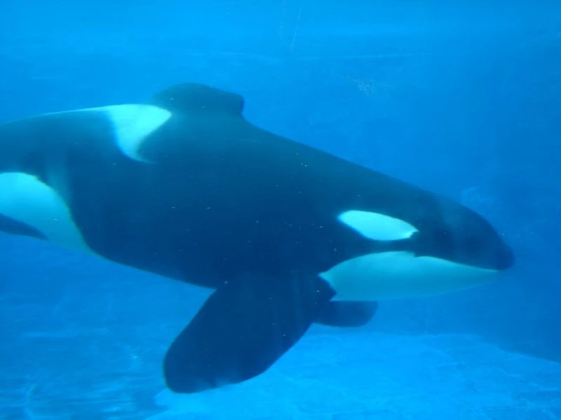 Taku | Orca tank Wiki | FANDOM powered by Wikia