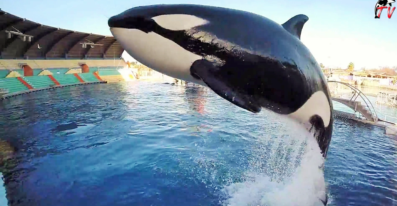 Wikie | Orca tank Wiki | Fandom