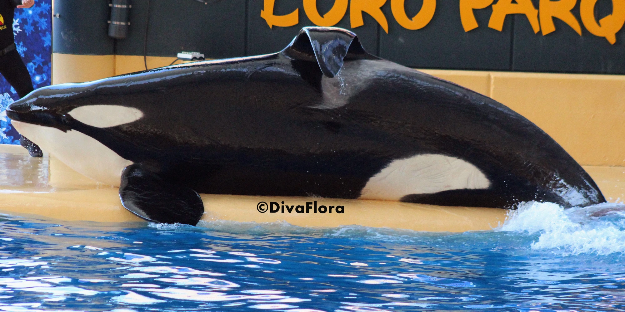 Tekoa | Orca tank Wiki | Fandom