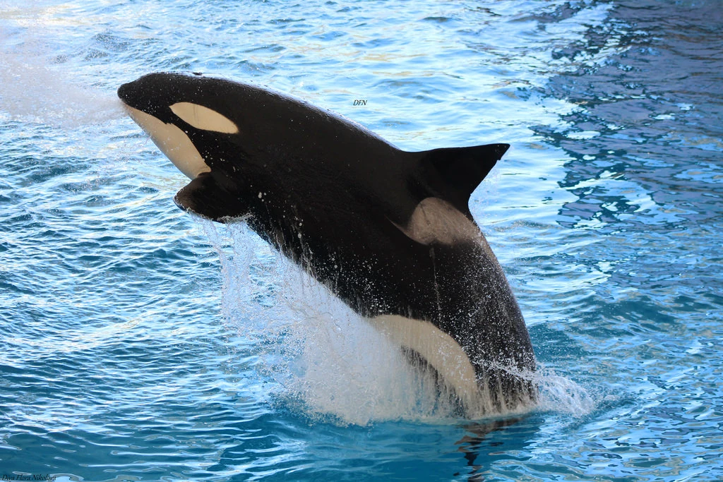 Tekoa | Orca tank Wiki | Fandom