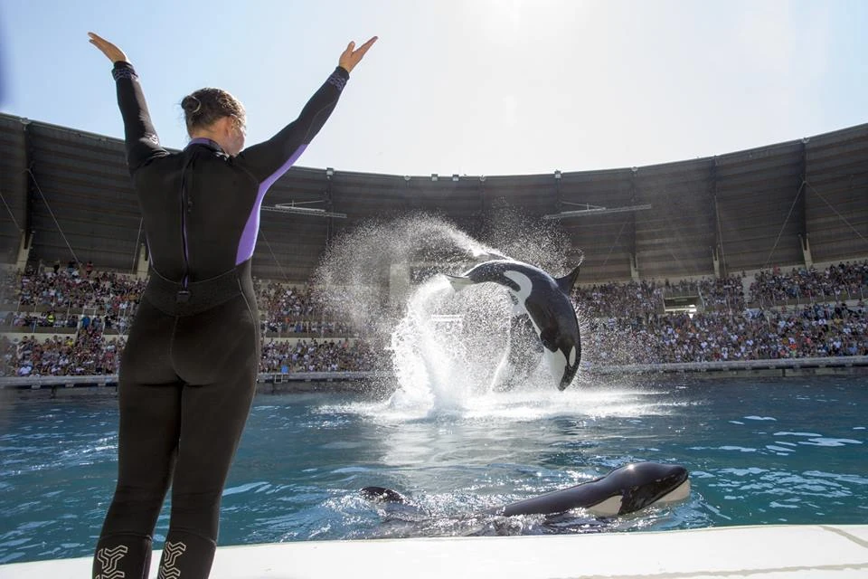 Keijo | Orca tank Wiki | Fandom