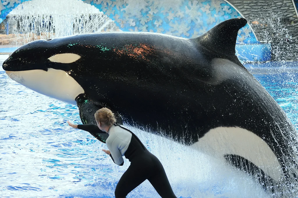 Kalina | Orca tank Wiki | FANDOM powered by Wikia