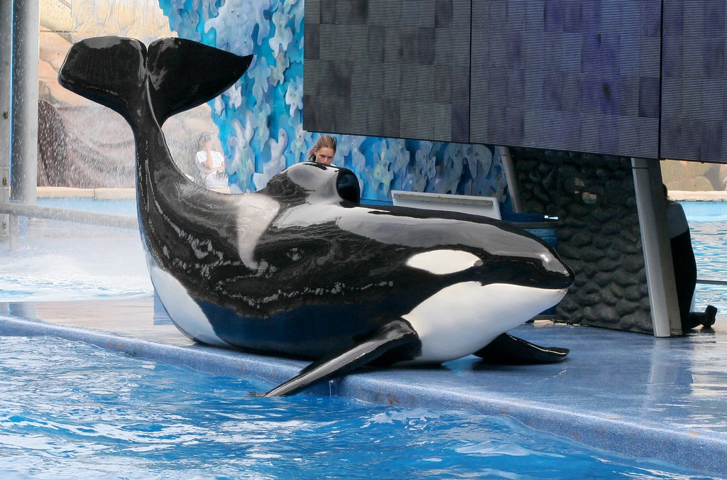 Taku | Orca tank Wiki | Fandom