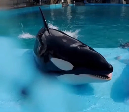 Sakari | Orca tank Wiki | Fandom