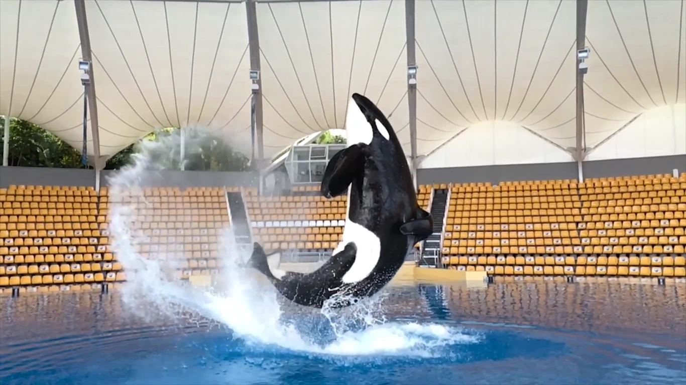 Keto | Orca tank Wiki | Fandom