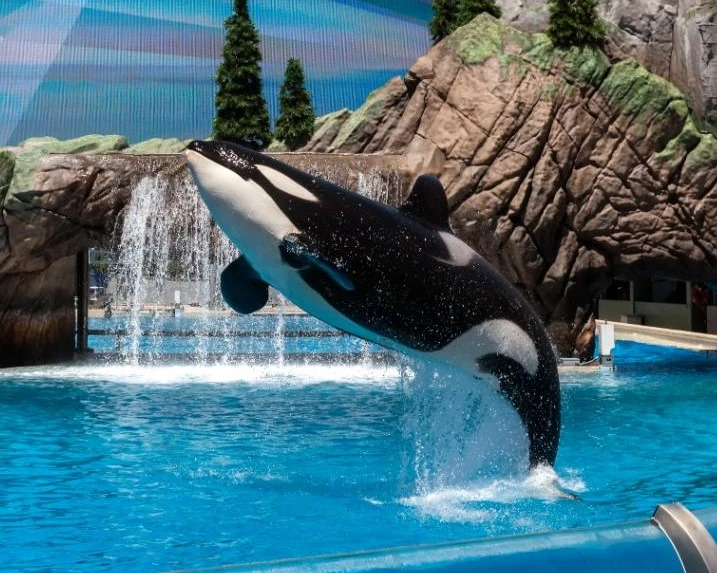 Category:Shouka | Orca Pod Wiki | Fandom