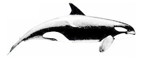 Category:Chimo | Orca Pod Wiki | Fandom