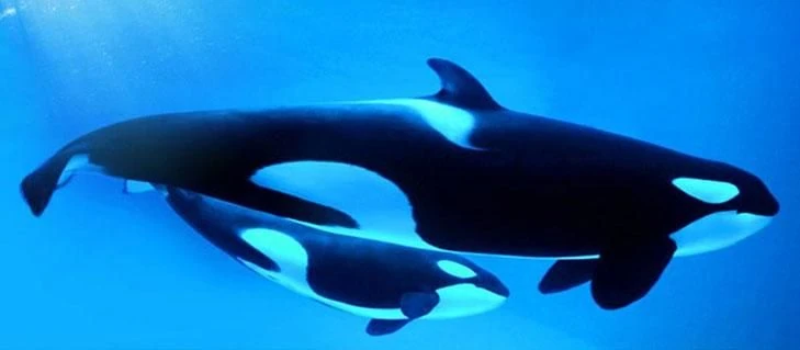 Category:Kiska | Orca Pod Wiki | Fandom