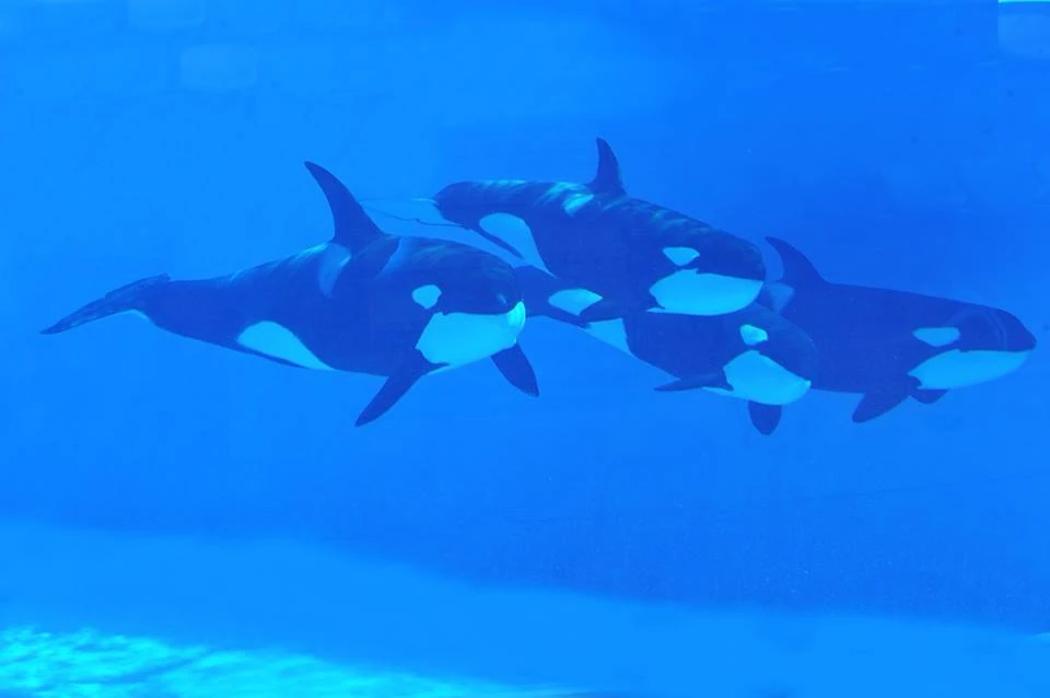 Shanghai Haichang Ocean Park | Orca Pod Wiki | FANDOM powered by Wikia