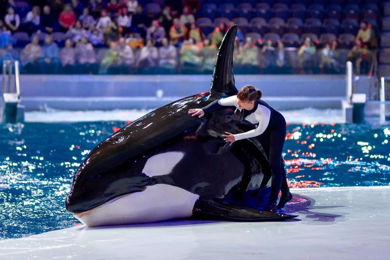 Category:Nord | Orca Pod Wiki | Fandom