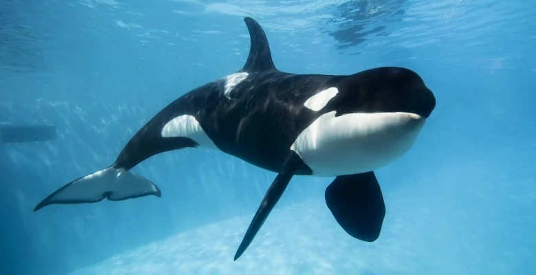 Image - Orkid 983.jpg | Orca Pod Wiki | FANDOM powered by Wikia