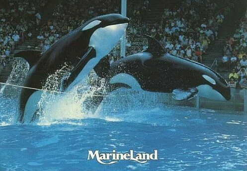 Category:Kandu 2's Gallery | Orca Pod Wiki | Fandom