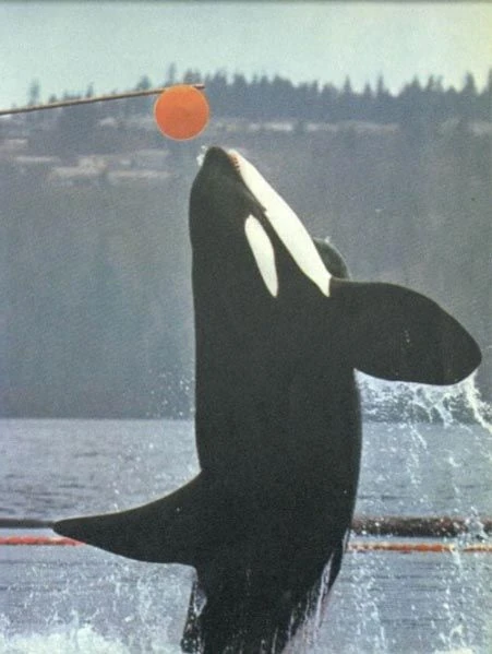Category:Namu | Orca Pod Wiki | Fandom