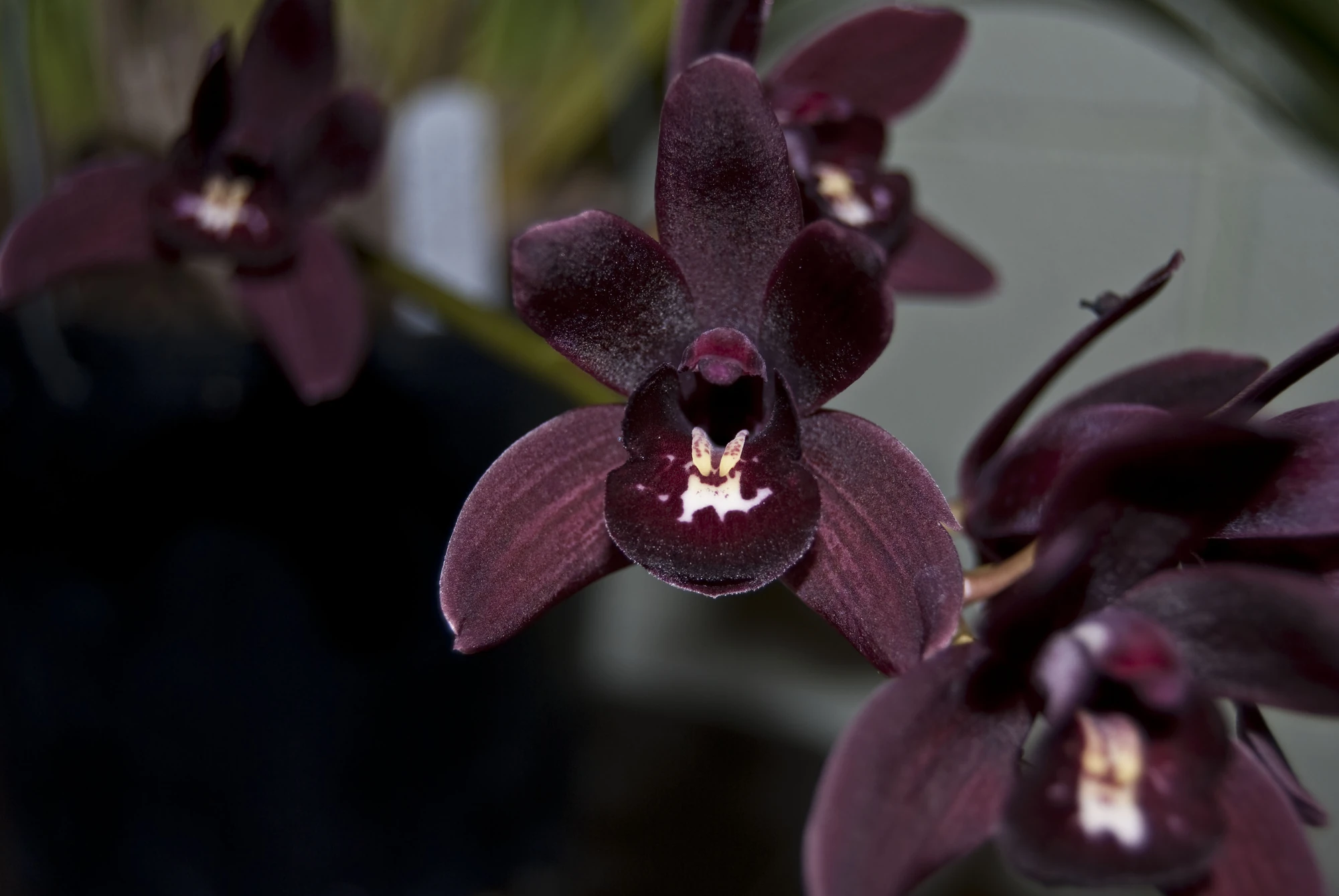 Cymbidium Black Ruby | Orchids Wiki | Fandom
