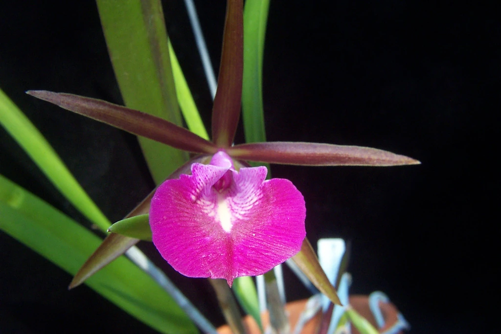 Brassocattleya Star Ruby | Orchids Wiki | Fandom