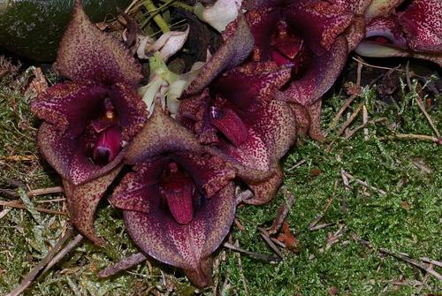 Bulbophyllum Macrobulbum Orchids Wiki Fandom Powered By Wikia