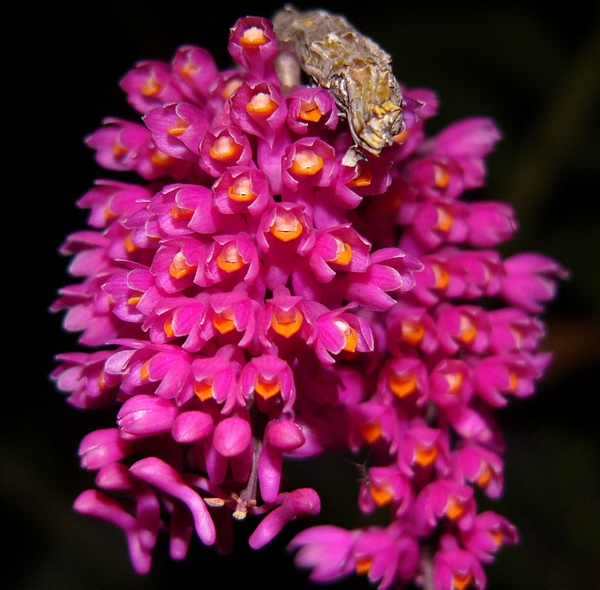 Dendrobium Secundum Orchids Wiki Fandom Powered By Wikia