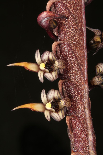 Bulbophyllum Maximum Orchids Wiki Fandom Powered By Wikia