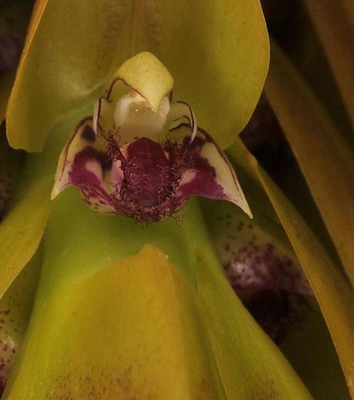 Bulbophyllum Occultum Orchids Wiki Fandom Powered By Wikia
