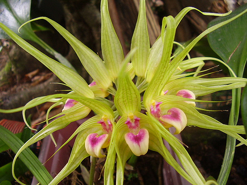 Bulbophyllum Virescens Orchids Wiki Fandom Powered By Wikia