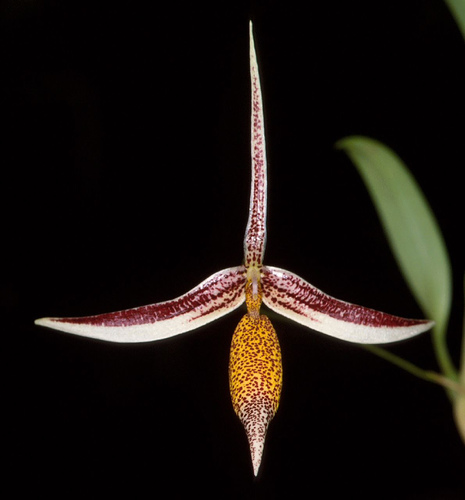 Bulbophyllum Speciosum Orchids Wiki FANDOM Powered By Wikia bulbophyllum-speciosum-orchids-wiki-fandom-powered-by-wikia