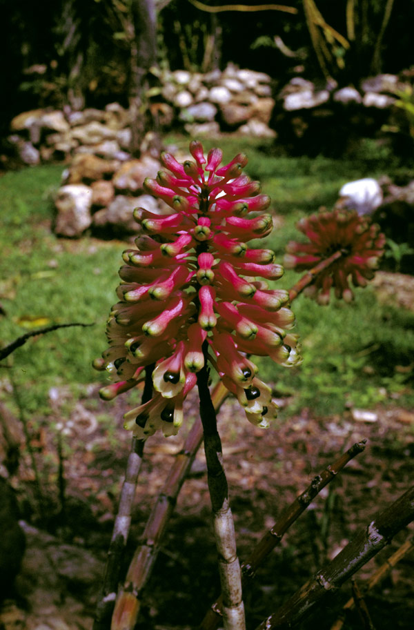 Dendrobium Smillieae Orchids Wiki Fandom Powered By Wikia