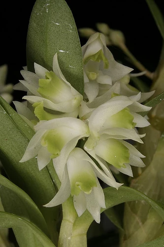 Dendrobium compactum | Orchids Wiki | Fandom