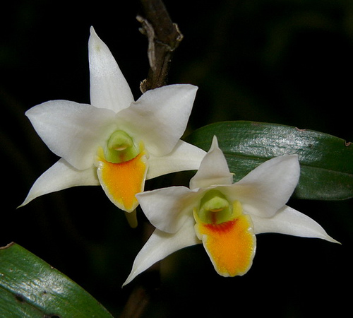 Dendrobium Ovipostoriferum Orchids Wiki Fandom Powered By Wikia