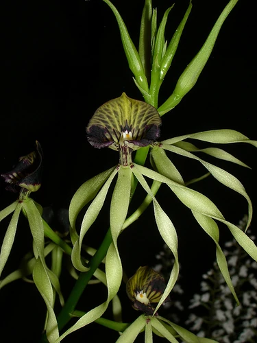Prosthechea cochleata | Orchids Wiki | Fandom
