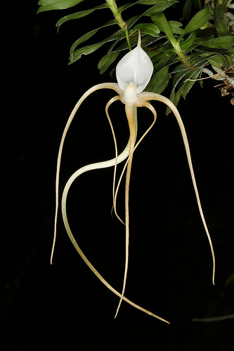 Angraecum Arachnites Orchids Wiki Fandom Powered By Wikia