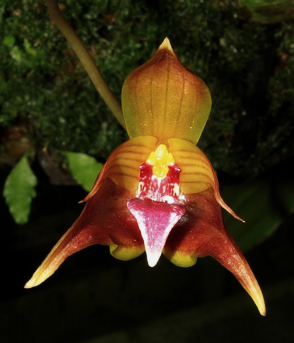 Bulbophyllum Uniflorum Orchids Wiki Fandom Powered By Wikia