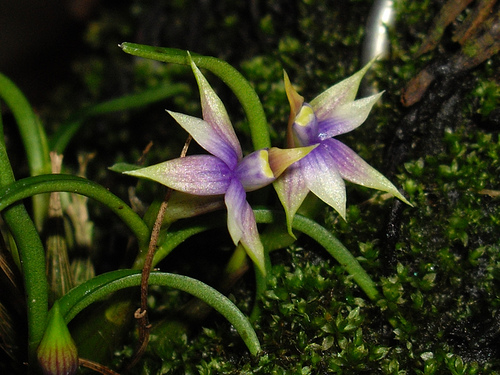 Dendrobium Cyanocentrum Orchids Wiki Fandom Powered By Wikia