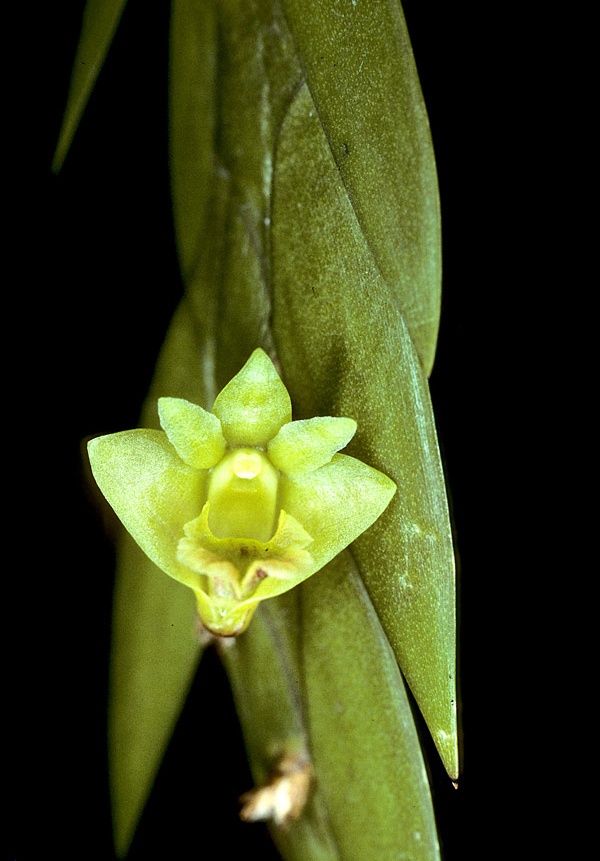 Dendrobium Keithii Orchids Wiki Fandom Powered By Wikia