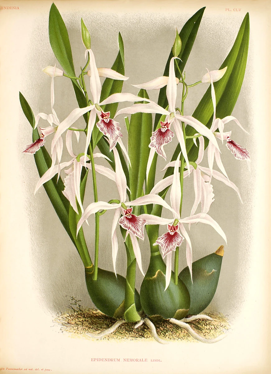 Encyclia | Orchids Wiki | FANDOM powered by Wikia