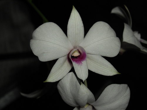 Dendrobium Affine Orchids Wiki Fandom Powered By Wikia