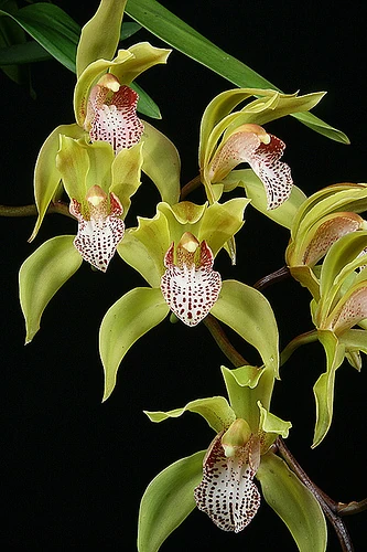 Funny Orchids