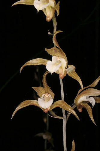 Tainia penangiana | Orchids Wiki | Fandom