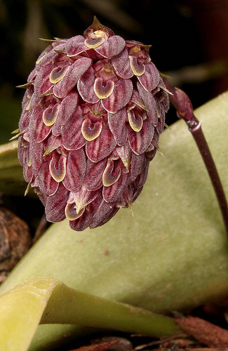 Bulbophyllum Repens Orchids Wiki Fandom Powered By Wikia