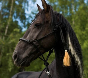 Ostwind | Ostwind Wikia | Fandom