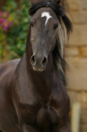 Ostwind | Ostwind Wikia | FANDOM powered by Wikia