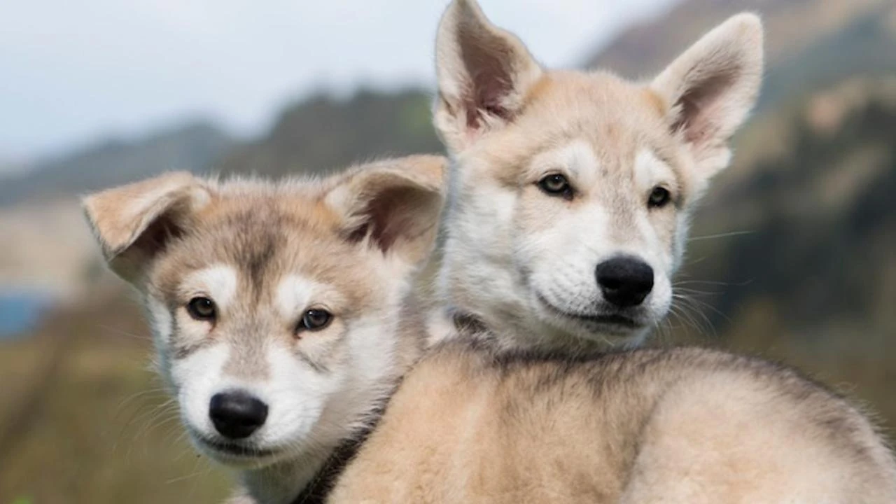 Imagen - Rollo-cast.jpg | Forastera/Outlander Wiki | FANDOM powered by ...