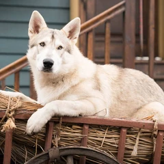 Rollo | Outlander Wiki | Fandom