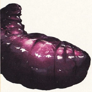 Zern | Overlord Wiki | Fandom